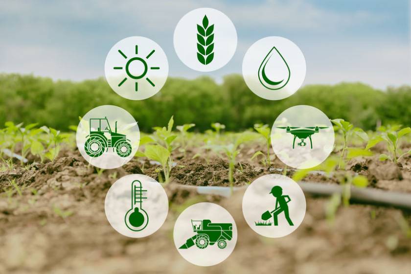 Tout savoir sur le maraîchage : une plongée au cœur de l’agriculture ...